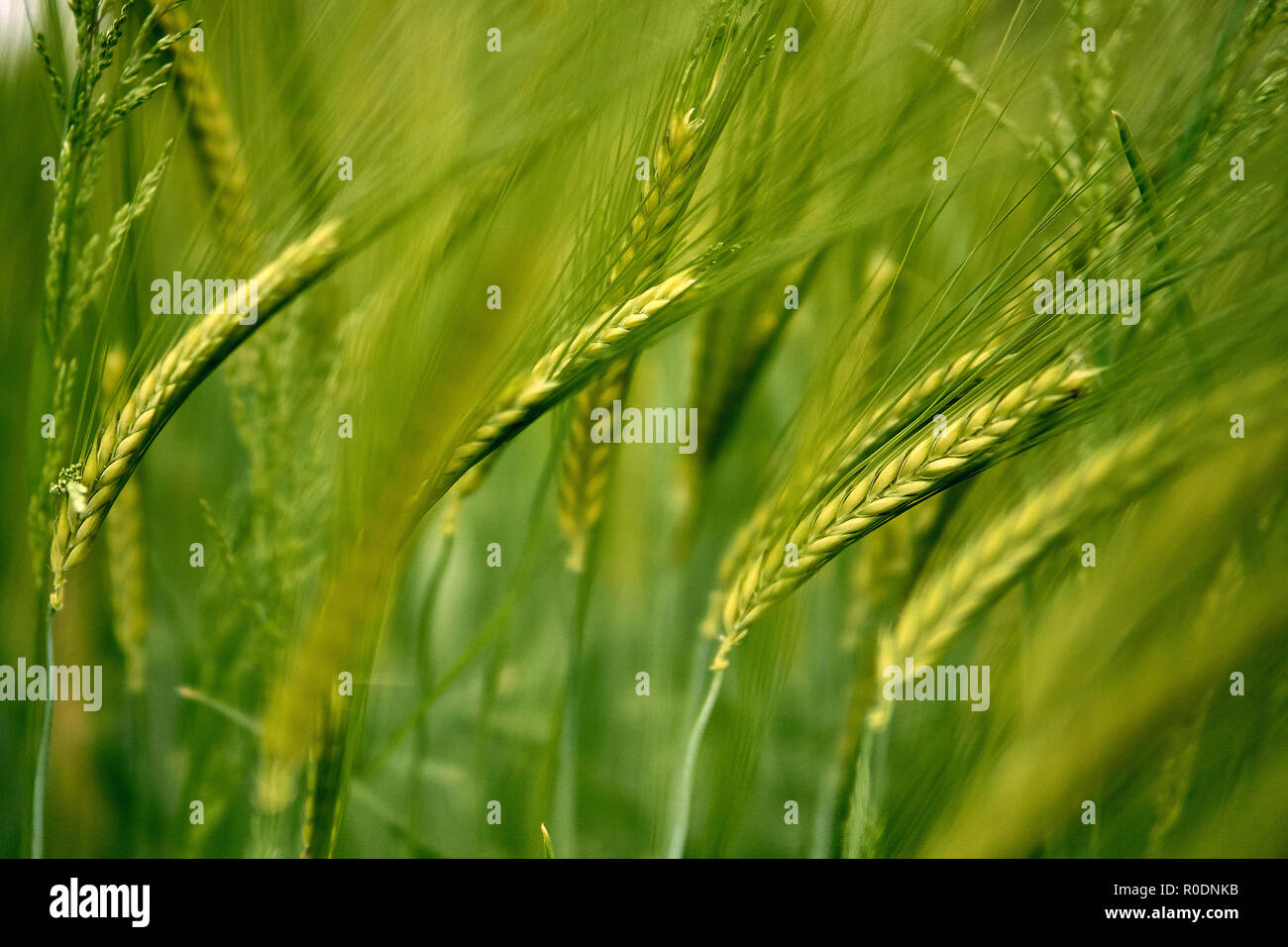 Wheat grain plants blown wind hi-res stock photography and images - Alamy