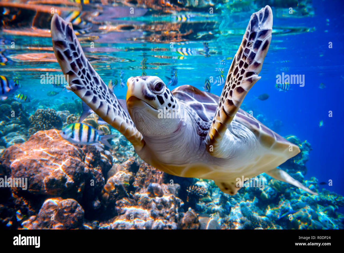 Sea Turtle Swims Under Water On The Background Of Coral Reefs Maldives