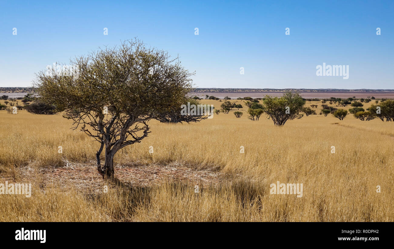 Scenic wide angled landscape of savanna with tree in foreground ...