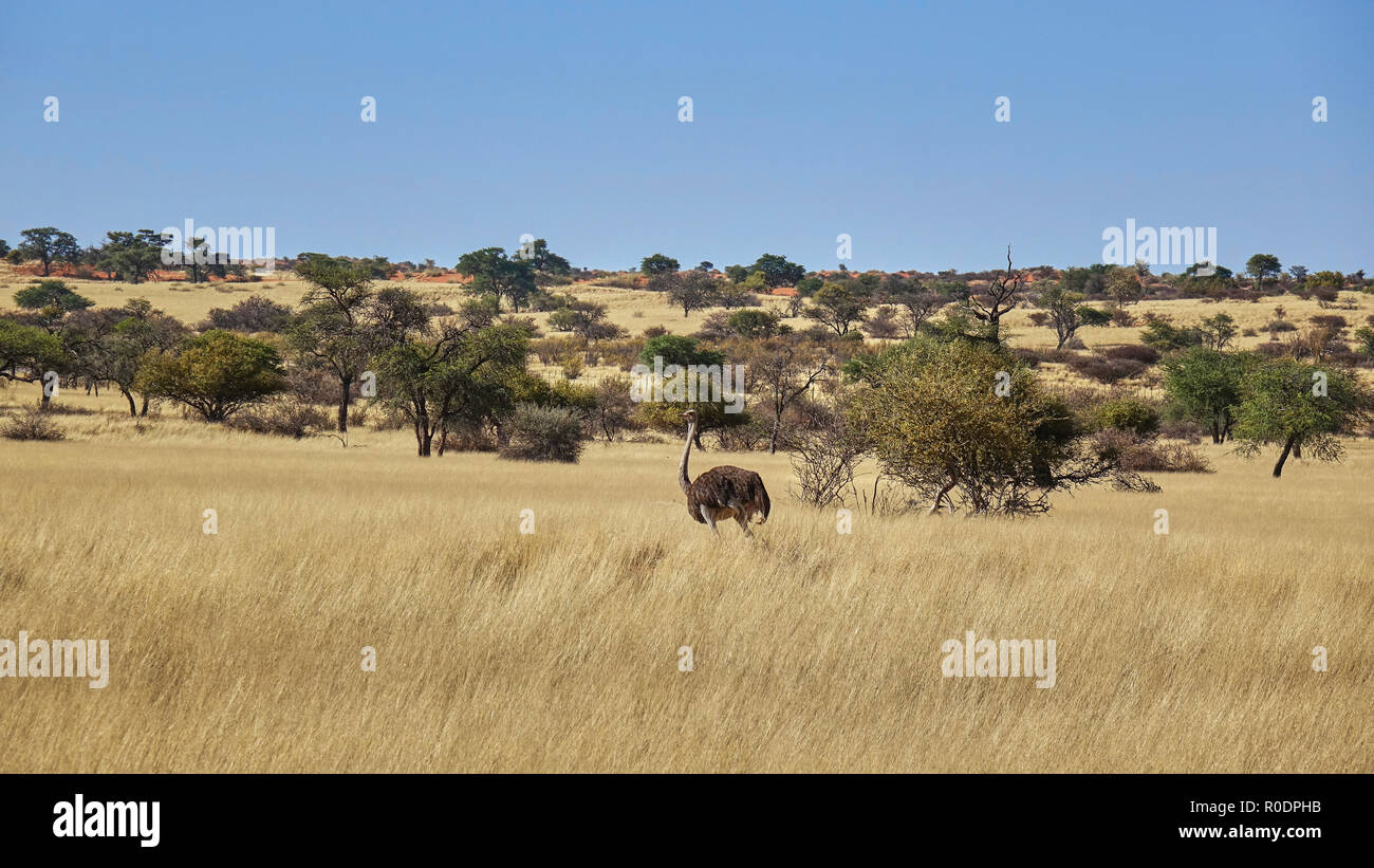 Wild ostrich walking through savannah grassland in Namibia dotted with ...
