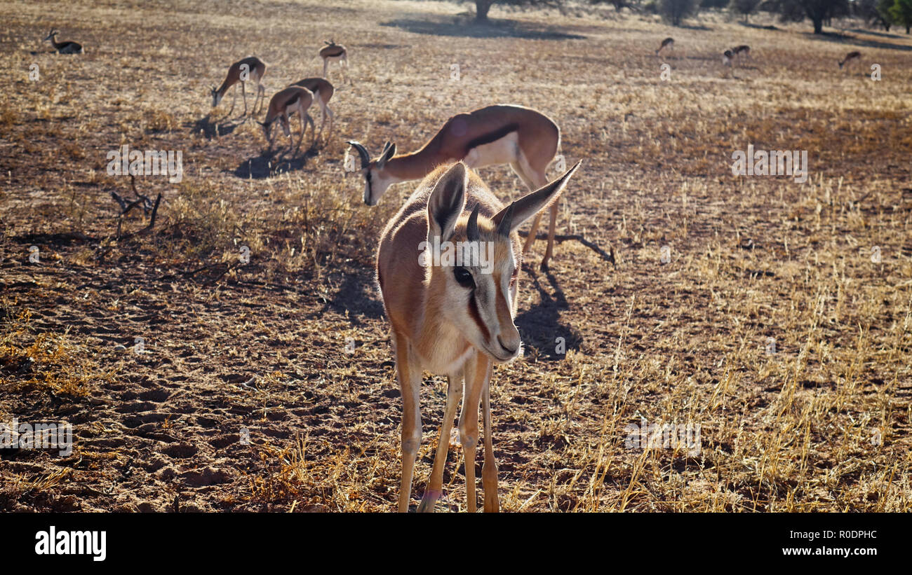 Curious springbok approaching the camera outdoors in a dry grassland ...