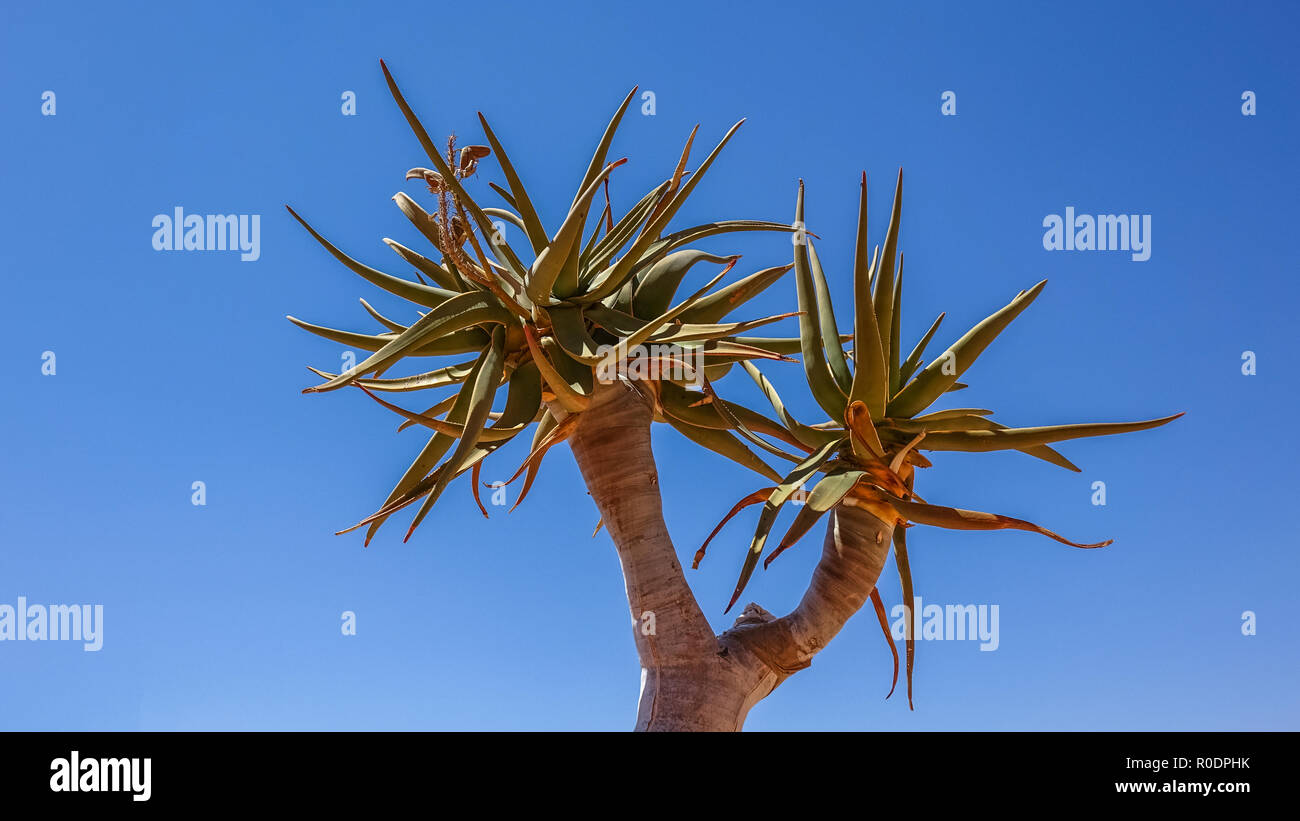 Quiver tree fronds hi-res stock photography and images - Alamy
