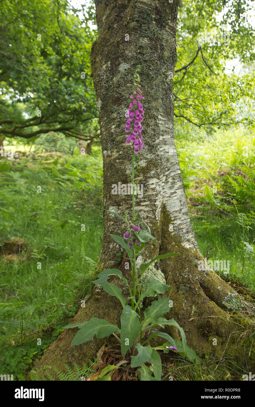 Foxglove tree hi-res stock photography and images - Alamy