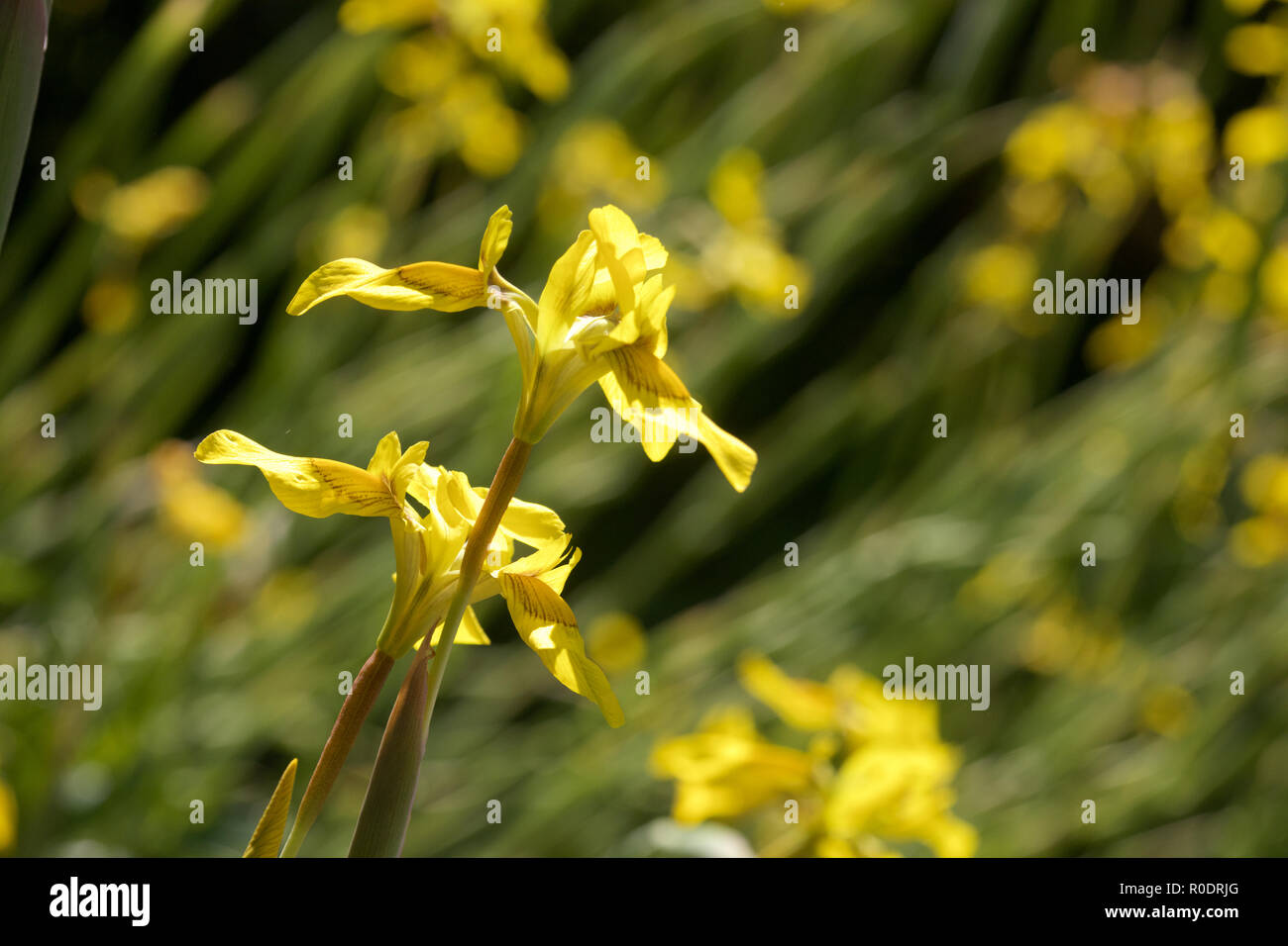Close up look at a yellow flower Stock Photo - Alamy