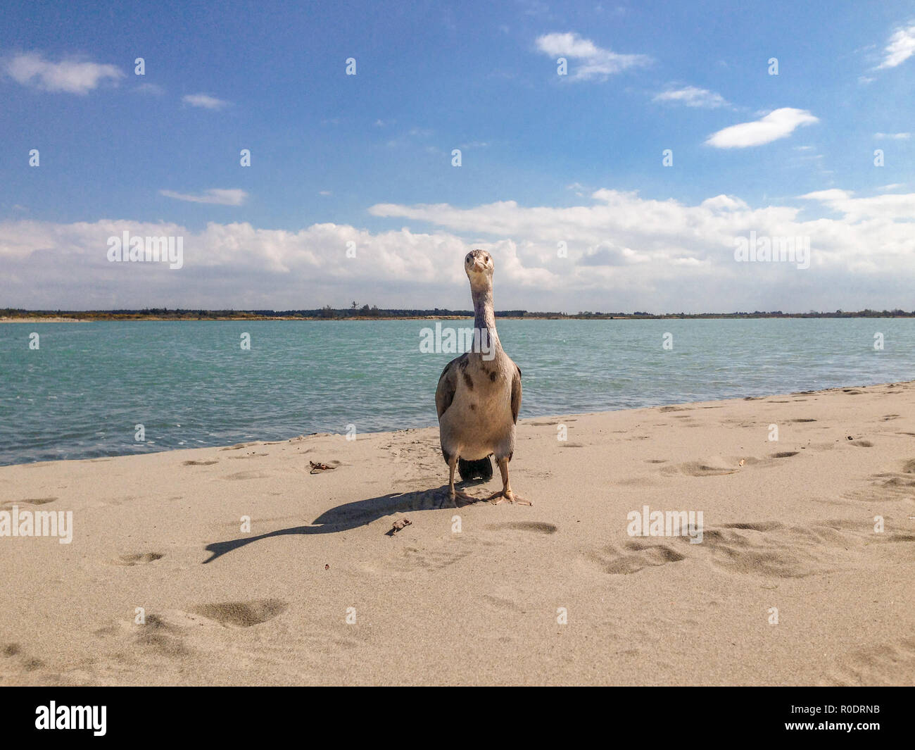Spotted shag at beach near Christchurch, South Island, New Zealand ...
