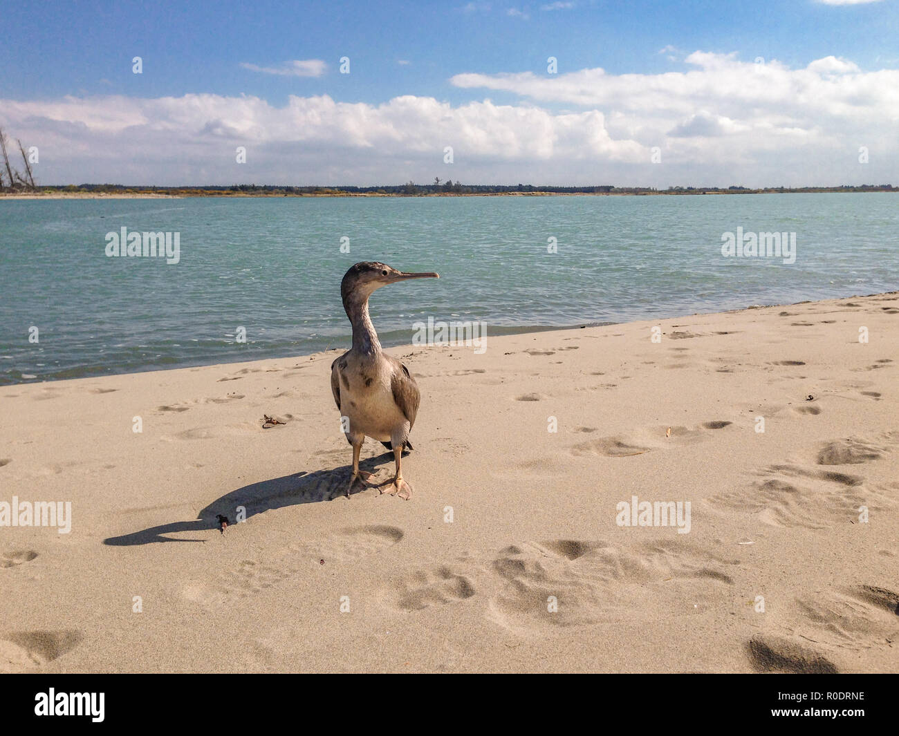 Shag bird beach hi-res stock photography and images - Alamy