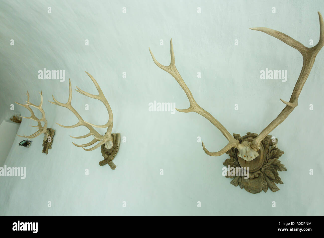 Buck horns hi-res stock photography and images - Alamy