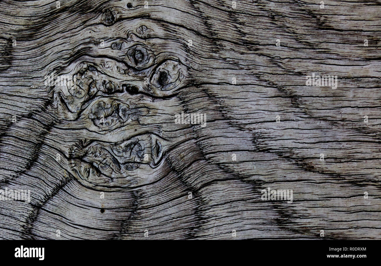 Tree trunk with knots patterns hi-res stock photography and images - Alamy
