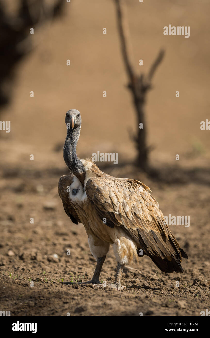Gyps indicus rajasthan hi-res stock photography and images - Alamy