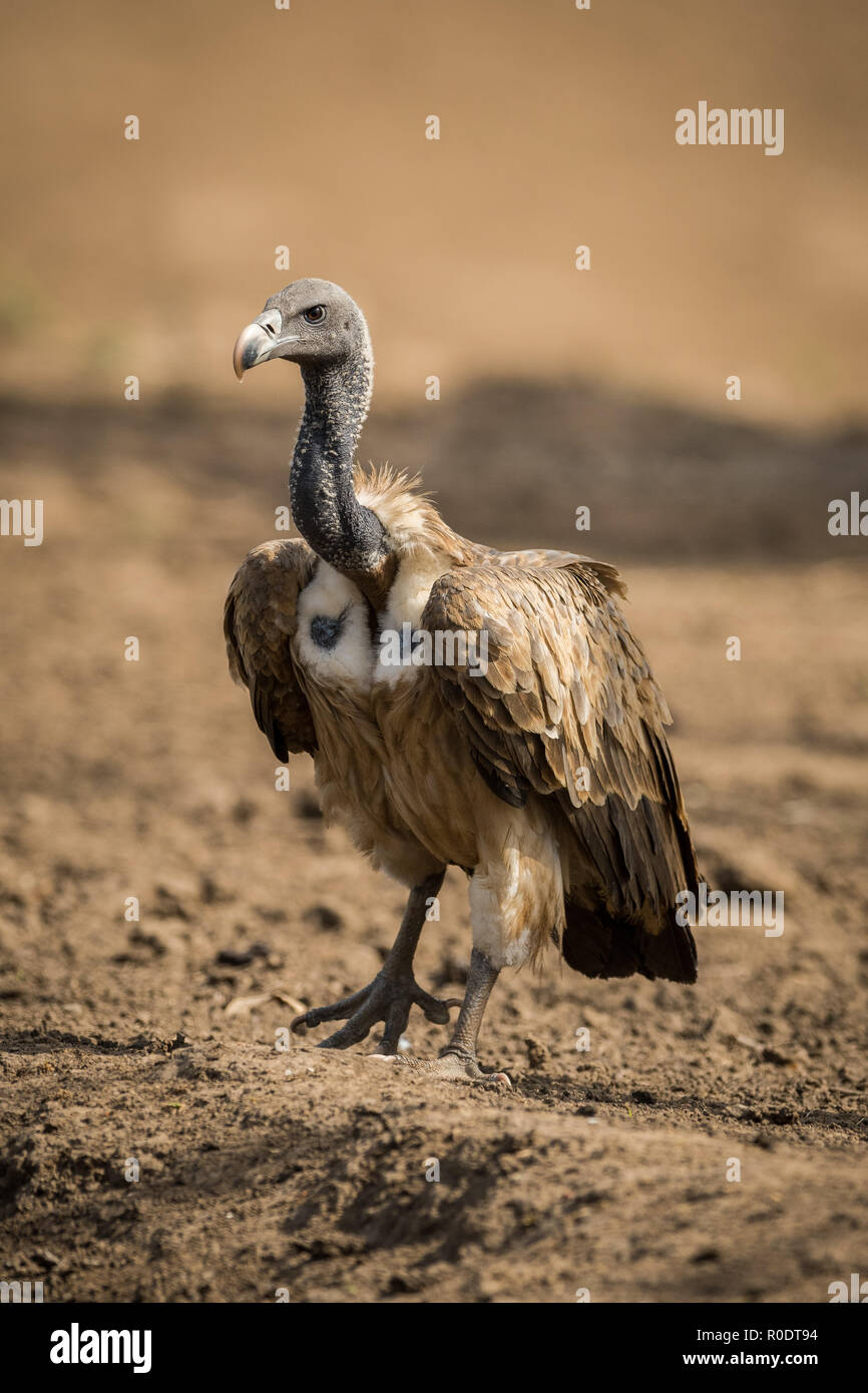 Gyps indicus rajasthan hi-res stock photography and images - Alamy