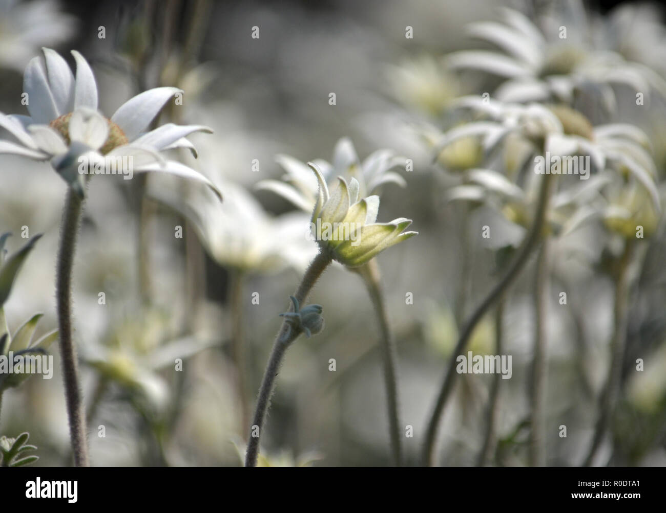 Flannel flower hi-res stock photography and images - Alamy