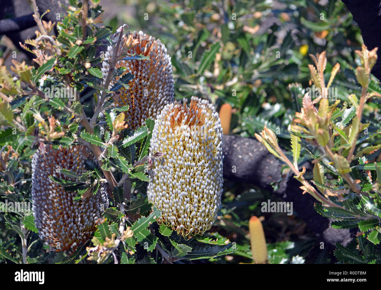Botany bay national park hi-res stock photography and images - Alamy