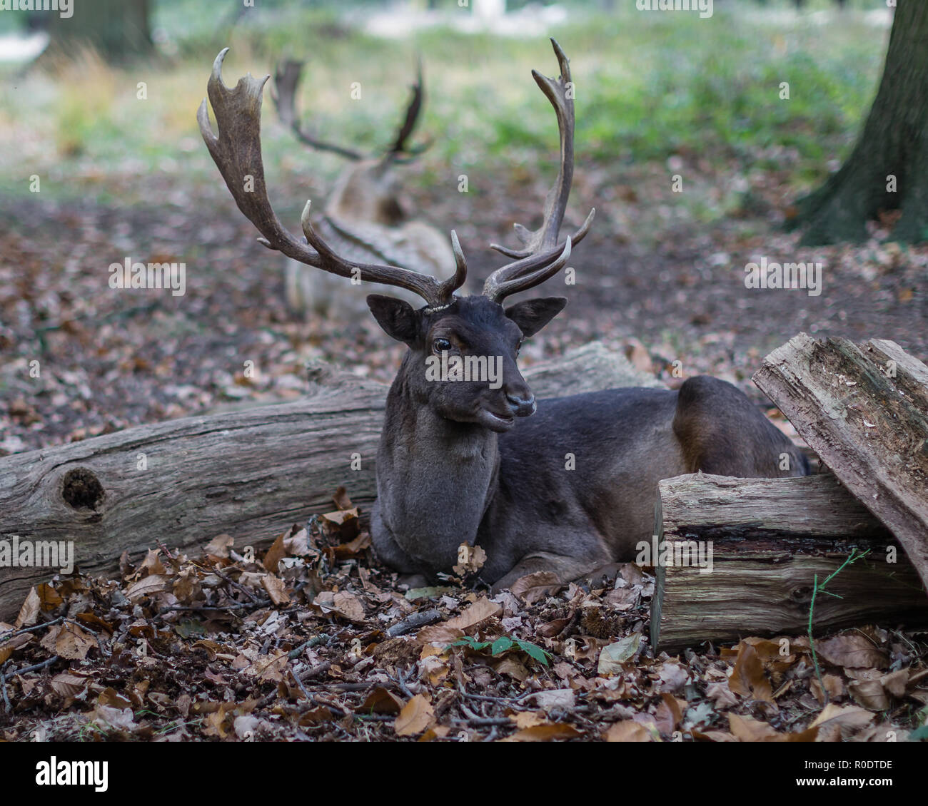 Picturesque forest scene with deer hi-res stock photography and images ...