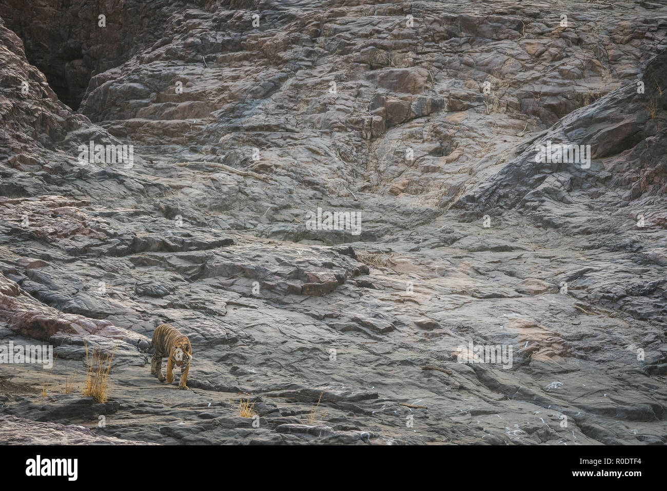 Rock climbing by a male tiger cub on mountain rocks with a different ...