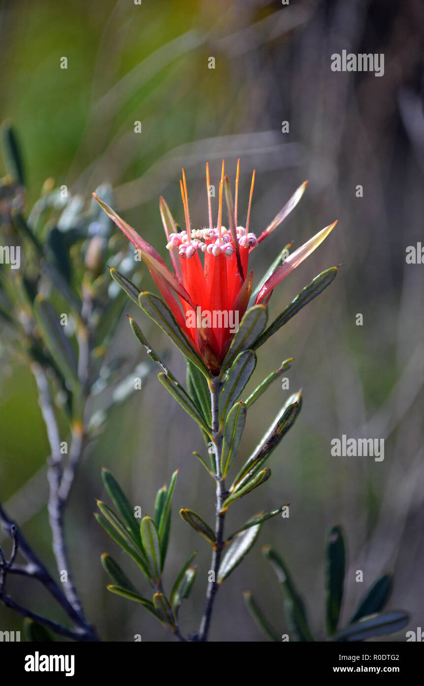 Red flowers of the Australian native Mountain Devil, Lambertia formosa ...