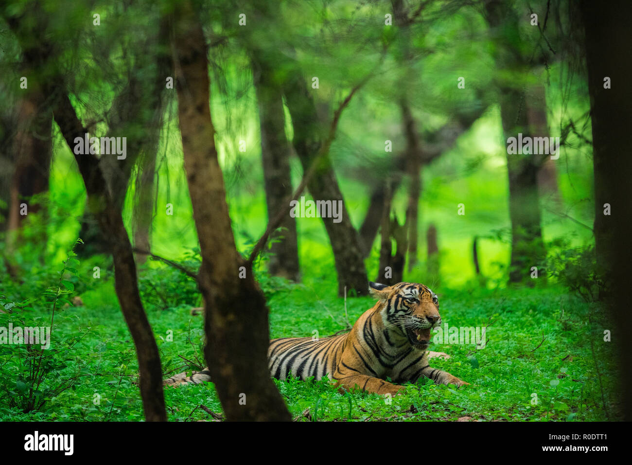 A male tiger cub relaxing in nature at ranthambore tiger reserve, india ...