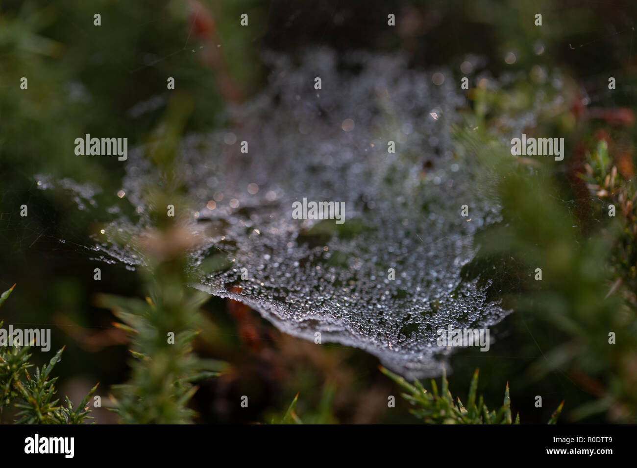 Water droplets on spider web, dawn Stock Photo - Alamy