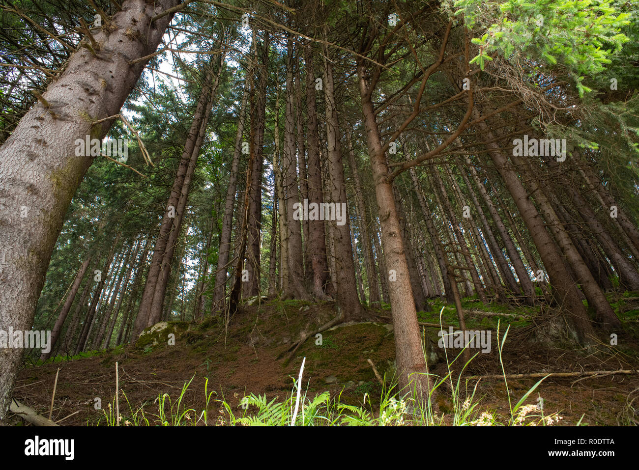 Green forest with high trees Stock Photo - Alamy