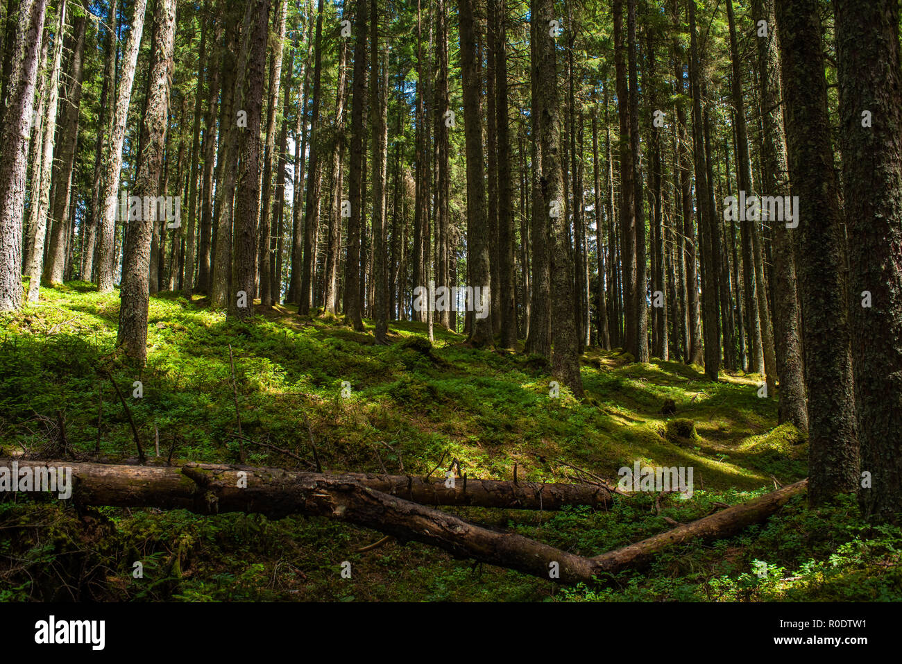 Green forest with high trees Stock Photo - Alamy