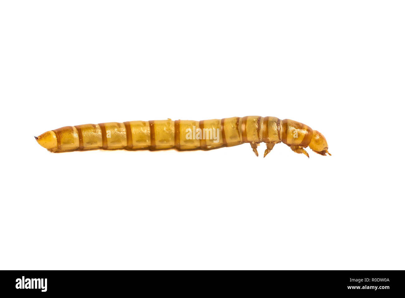 Close up of a mealworm, an alternative food ingredient for meat, on ...