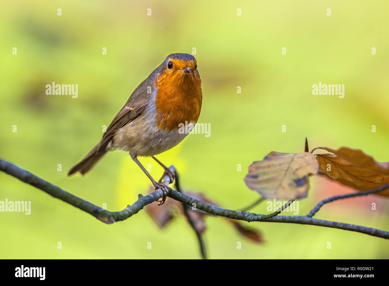 A red robin (Erithacus rubecula) on a branch with autumn colors ...