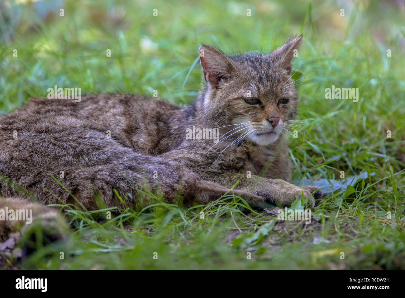 European Wildcat (Felis silvestris silvestris) inhabits the forests and ...