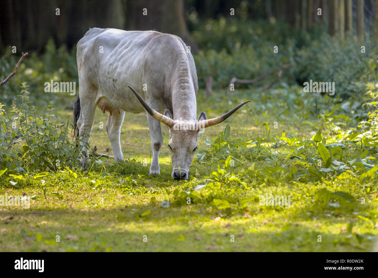 Hungarian grey cattle or hungarian steppe cattle hi-res stock ...