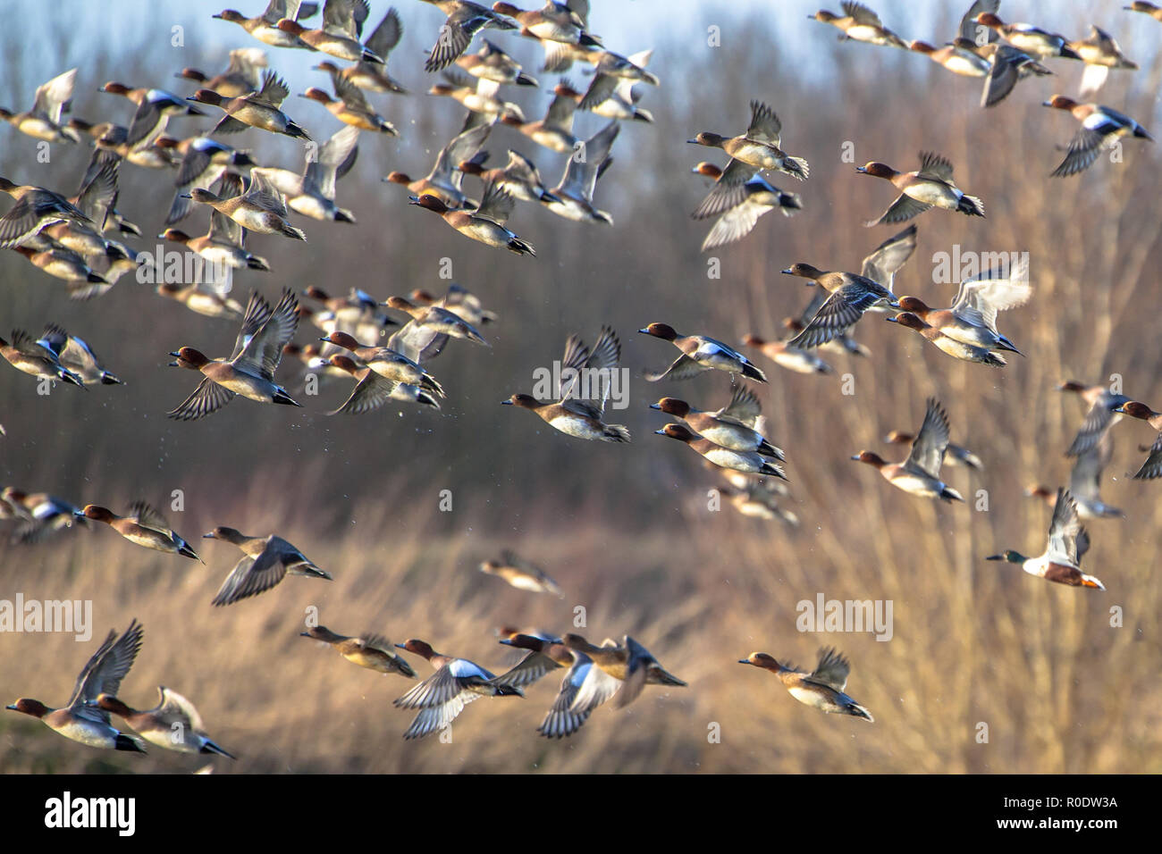 Migrating ducks are leaving for the southern hibernating areas in ...