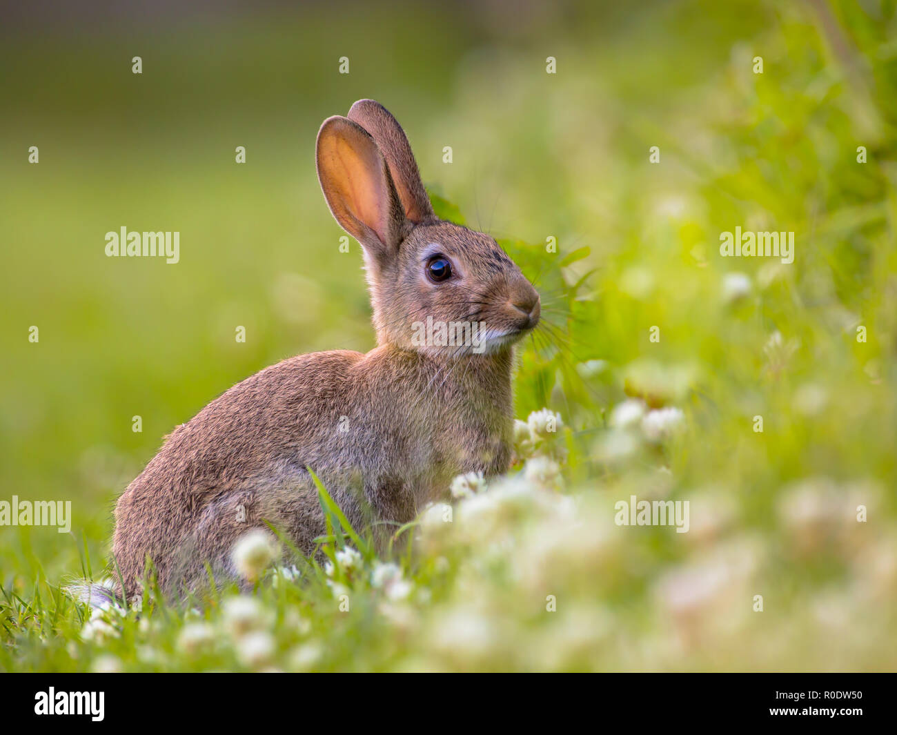 European Wild rabbit (Oryctolagus cuniculus) in lovely green vegetation ...