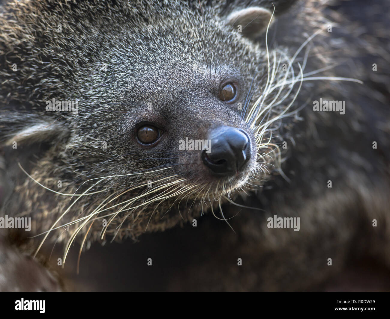 Binturong asian bearcat palawan bearcat hi-res stock photography and ...