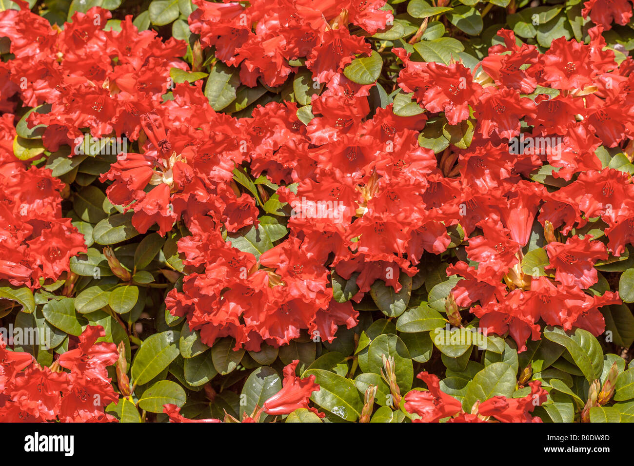 Lavender rhododendron hi-res stock photography and images - Alamy
