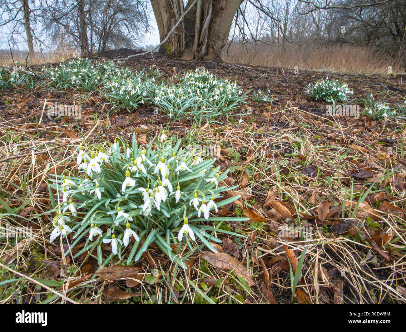 Flowering Snowdrops in spring in a natural Park Stock Photo - Alamy