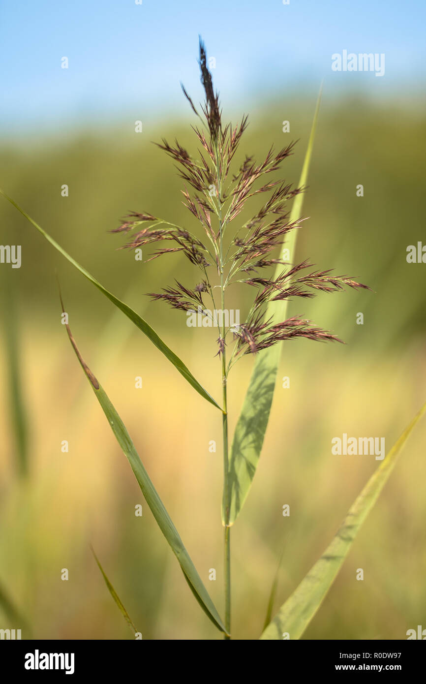 Marsh habitat hi-res stock photography and images - Alamy