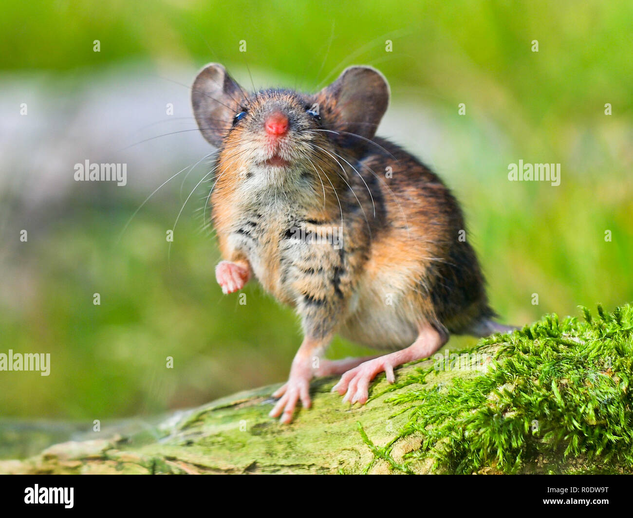 Field mouse hi-res stock photography and images - Alamy