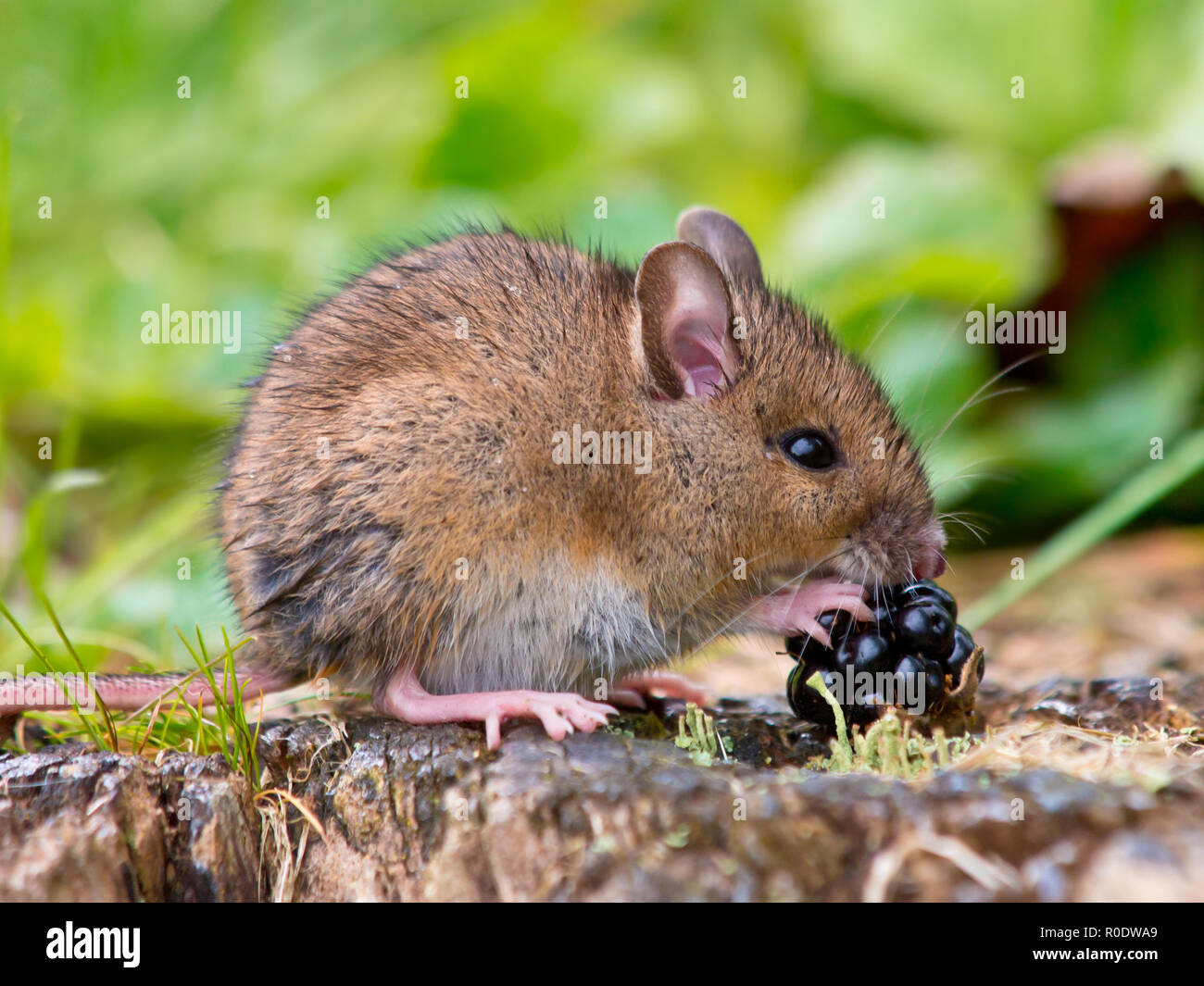 Wild Wood Mouse Eating Blackberry Stock Photo - Alamy