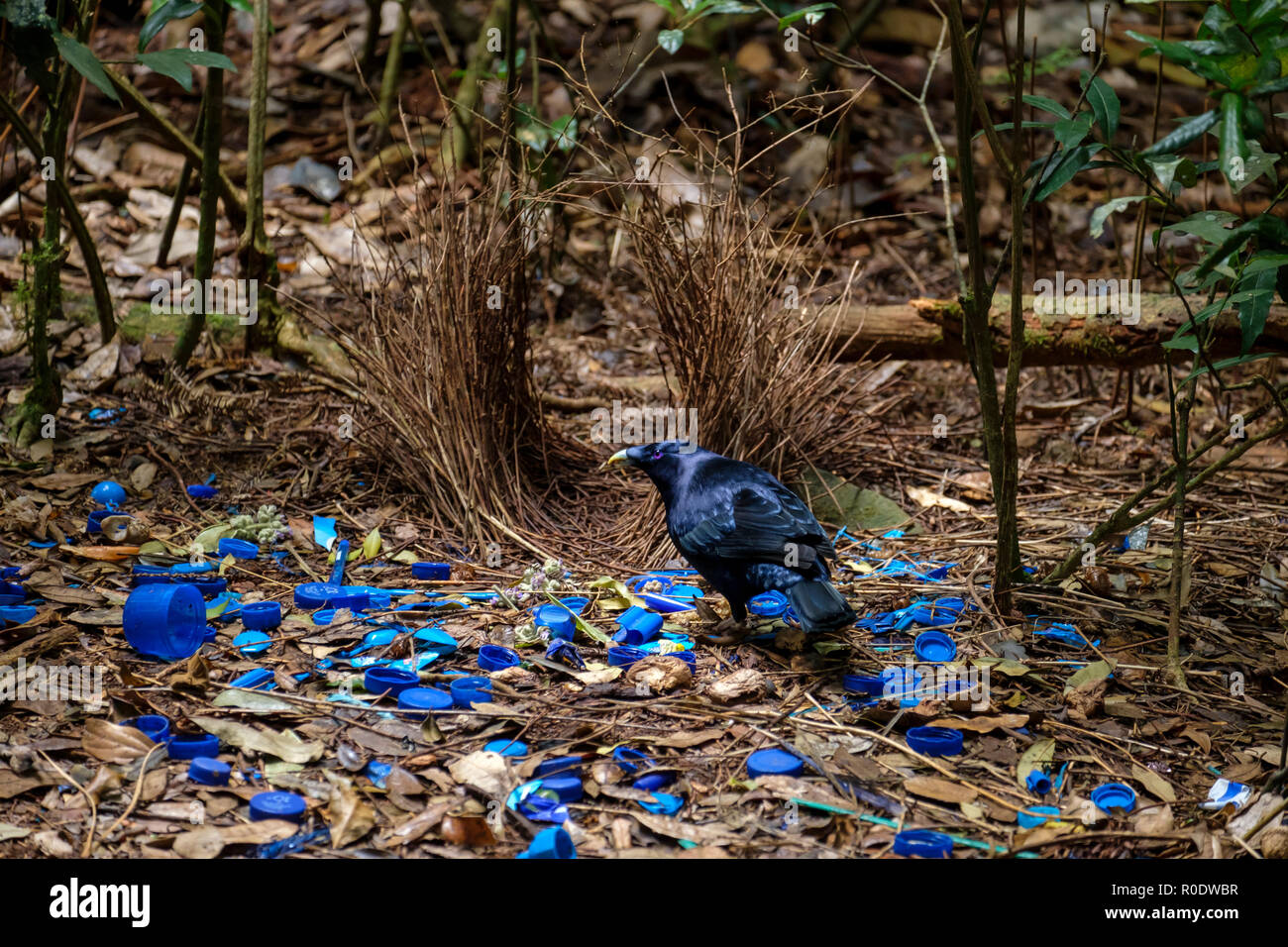 Feather Bower High Resolution Stock Photography and Images - Alamy