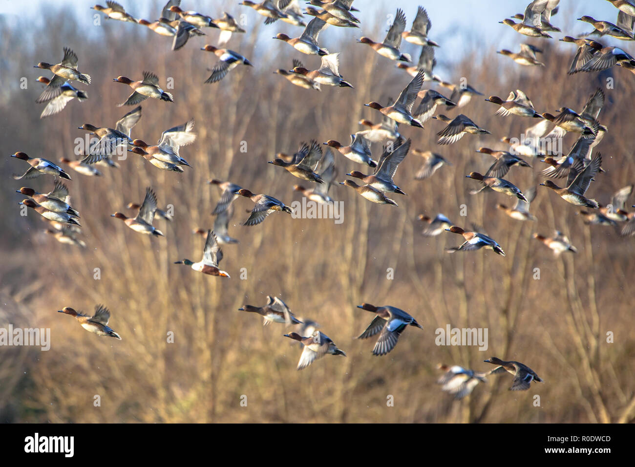Migrating ducks are leaving to the southern hibernating areas in autumn ...
