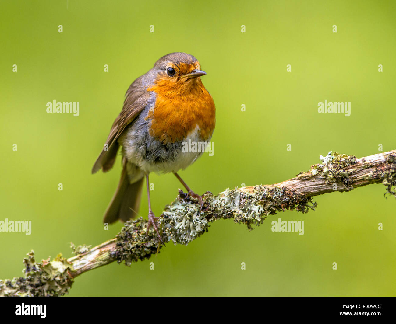 Robin bird hi-res stock photography and images - Alamy