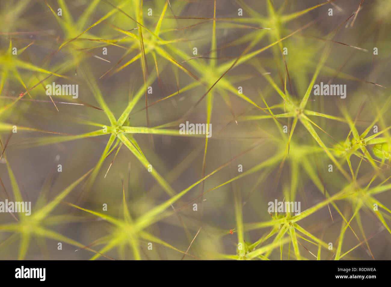 Sharp pointed hi-res stock photography and images - Alamy