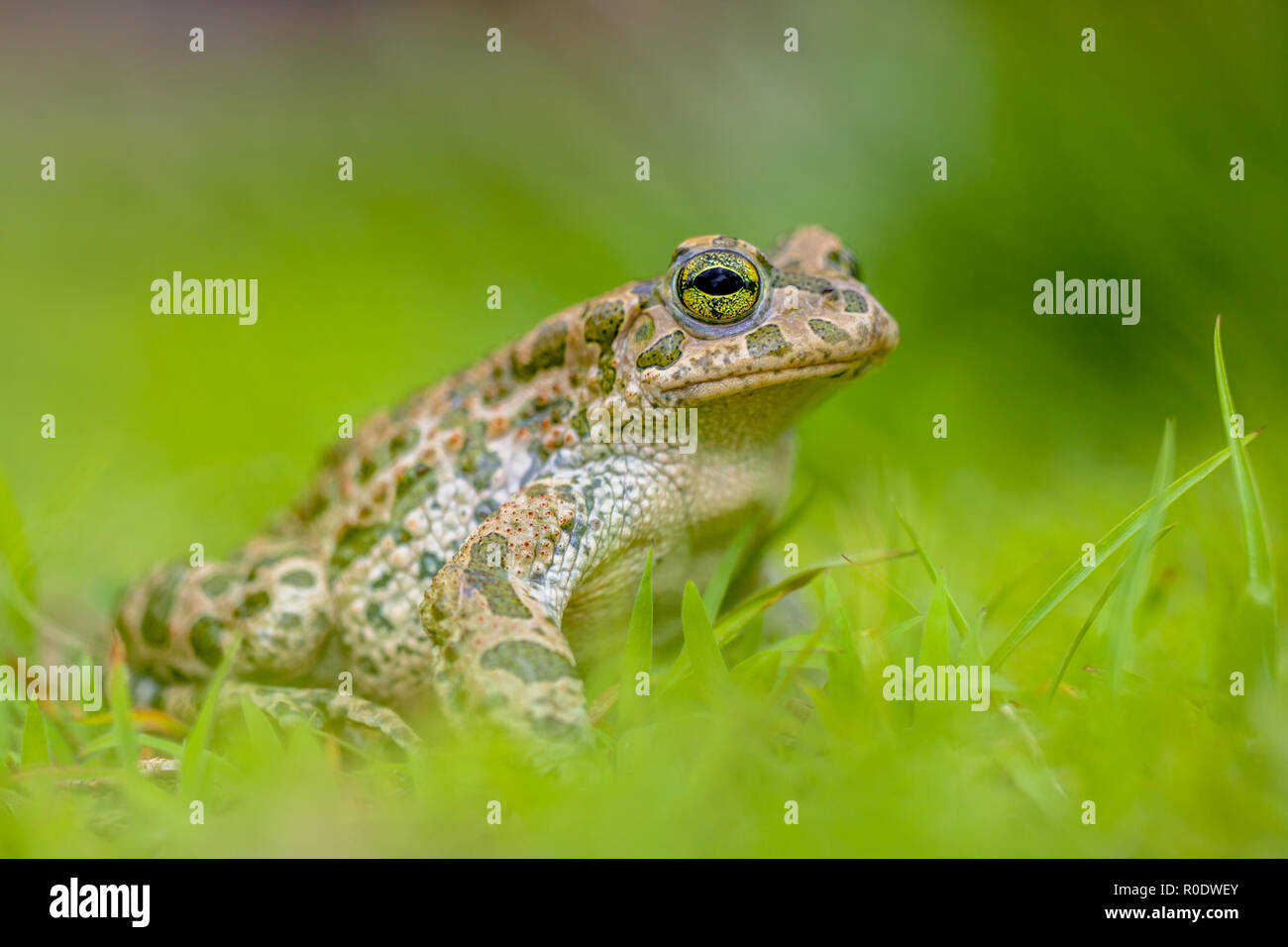 Common toad on grass hi-res stock photography and images - Alamy