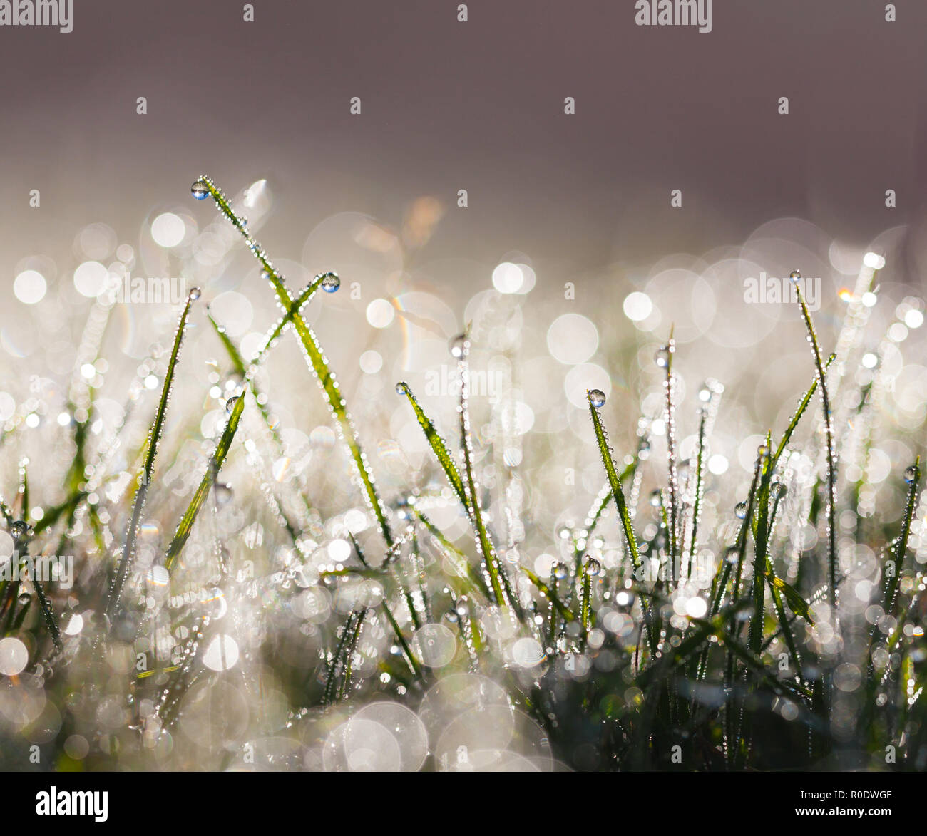 Dew and Drops With Reflections in a Grassland Stock Photo - Alamy
