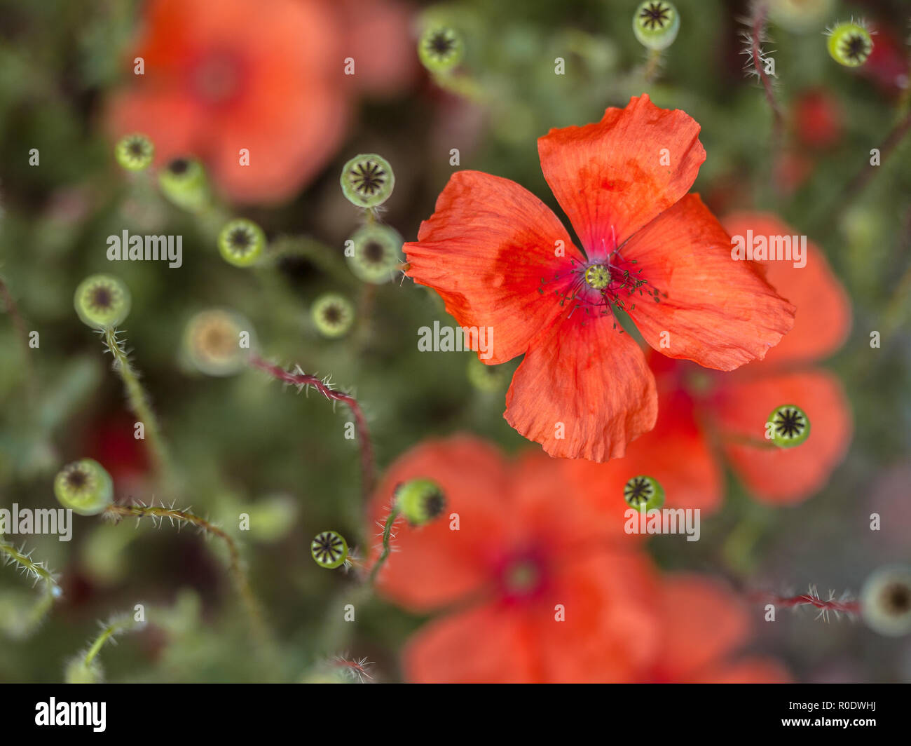 Wild Poppy With red Flowers Stock Photo - Alamy