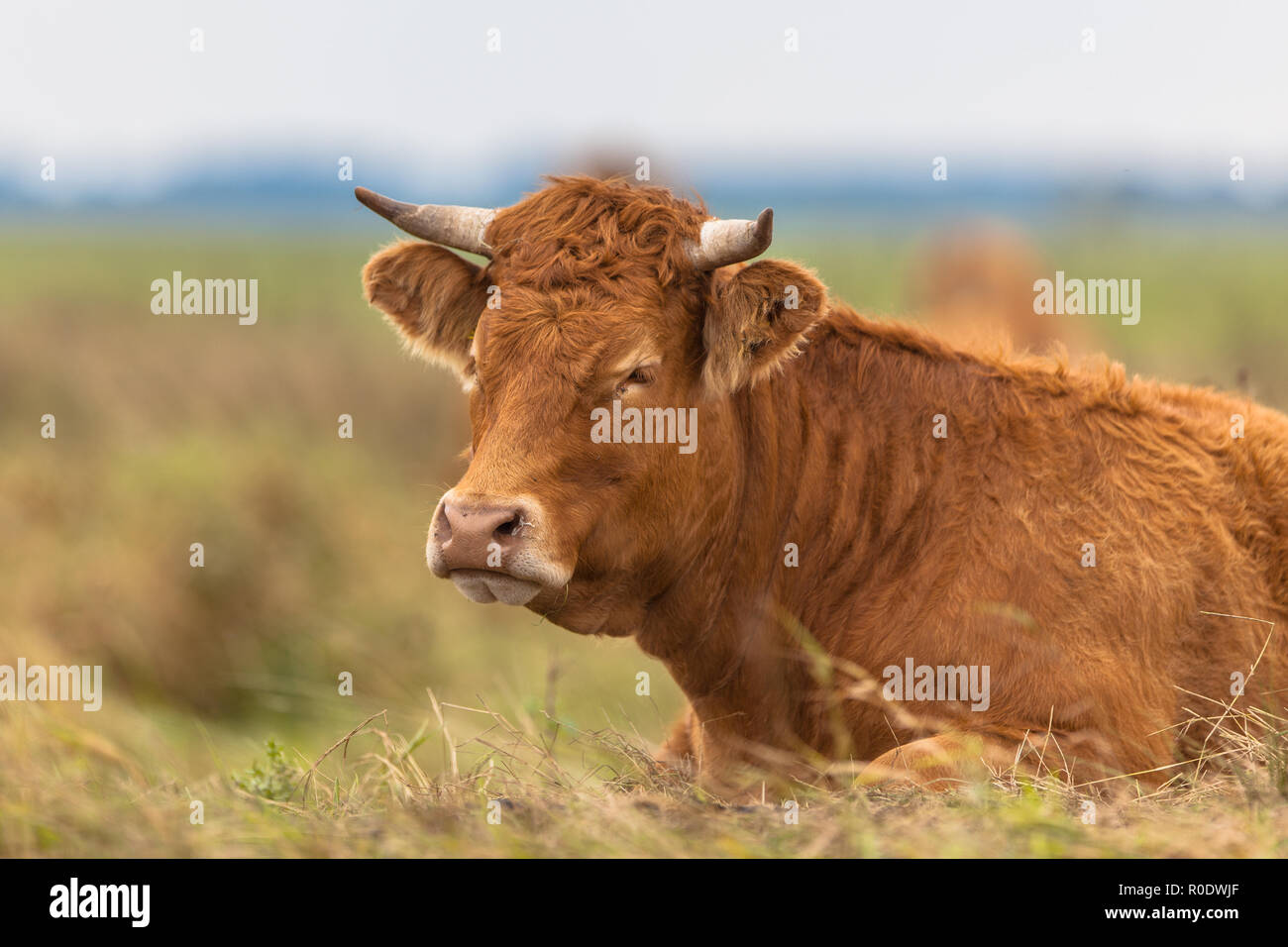 Meadow cow calf hi-res stock photography and images - Alamy