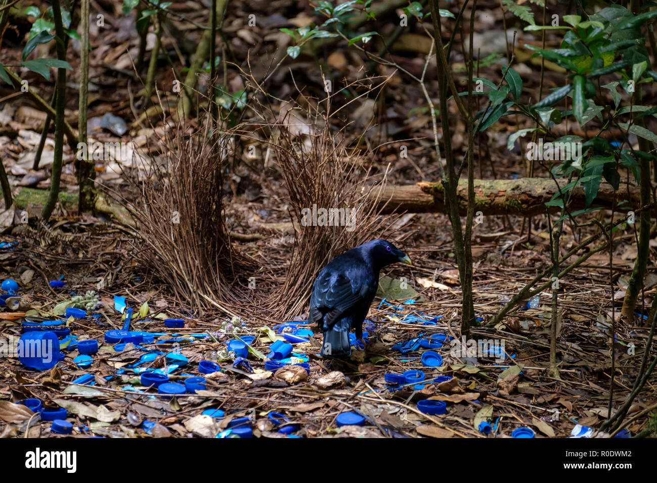 Animals feather bower hi-res stock photography and images - Alamy