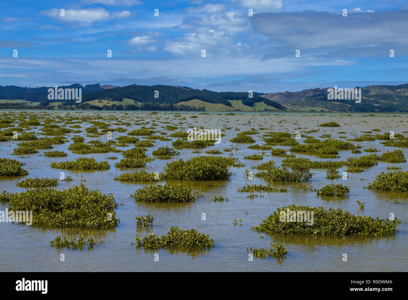 Mangrove species hi-res stock photography and images - Alamy