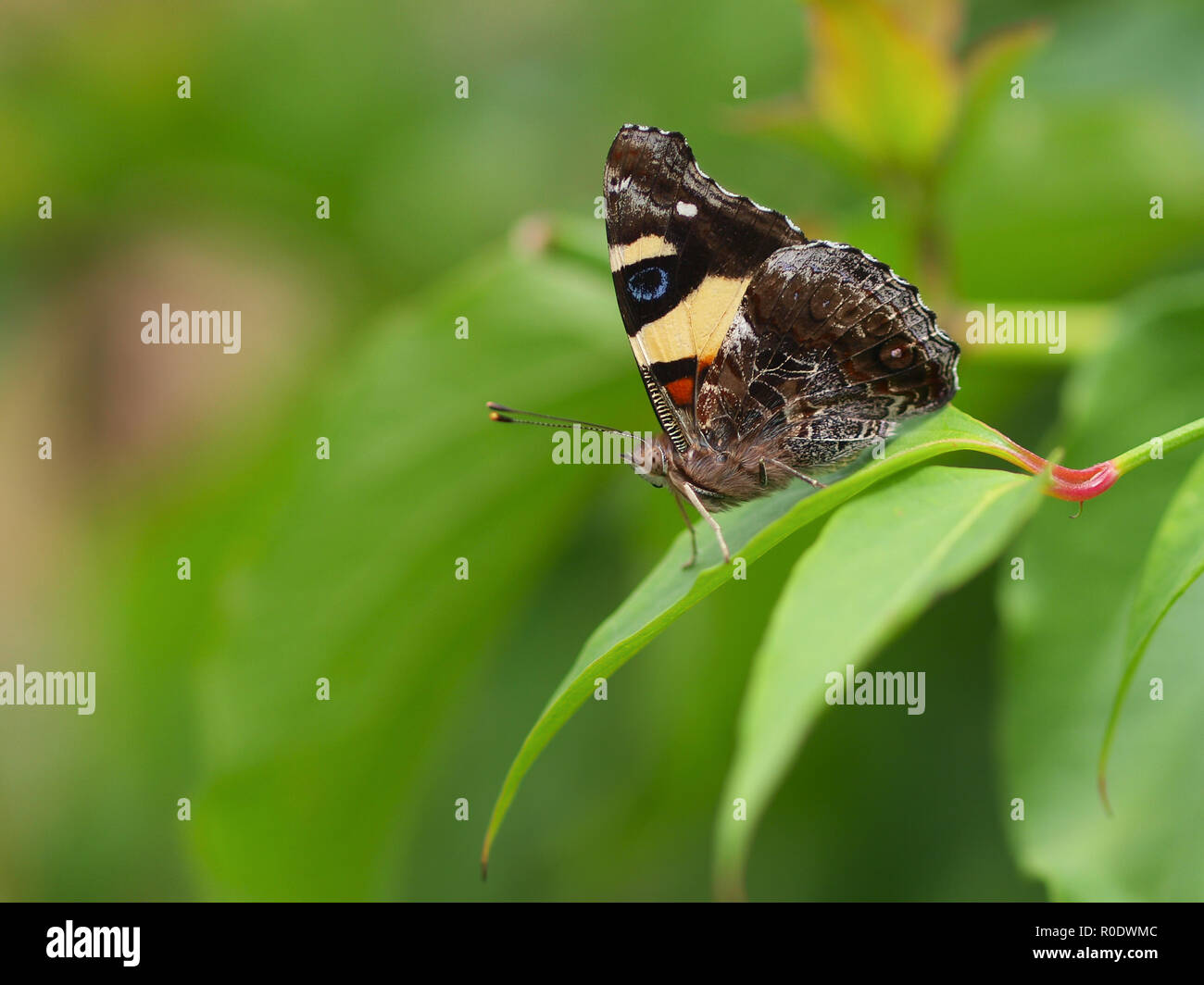Beautiful Wild Butterfly - Feeding on Flowers Stock Photo - Alamy