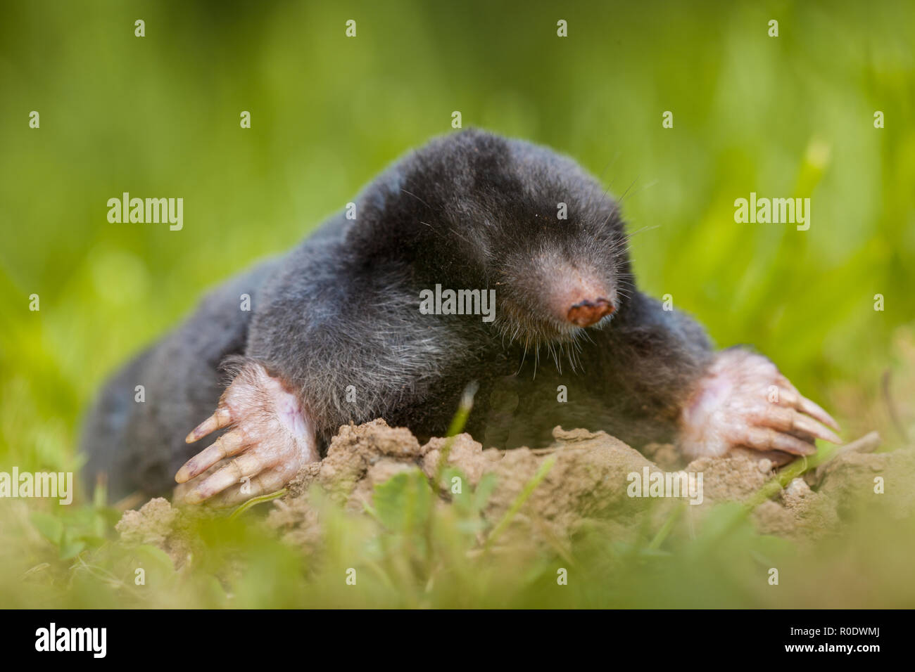 Soricomorpha hi-res stock photography and images - Alamy