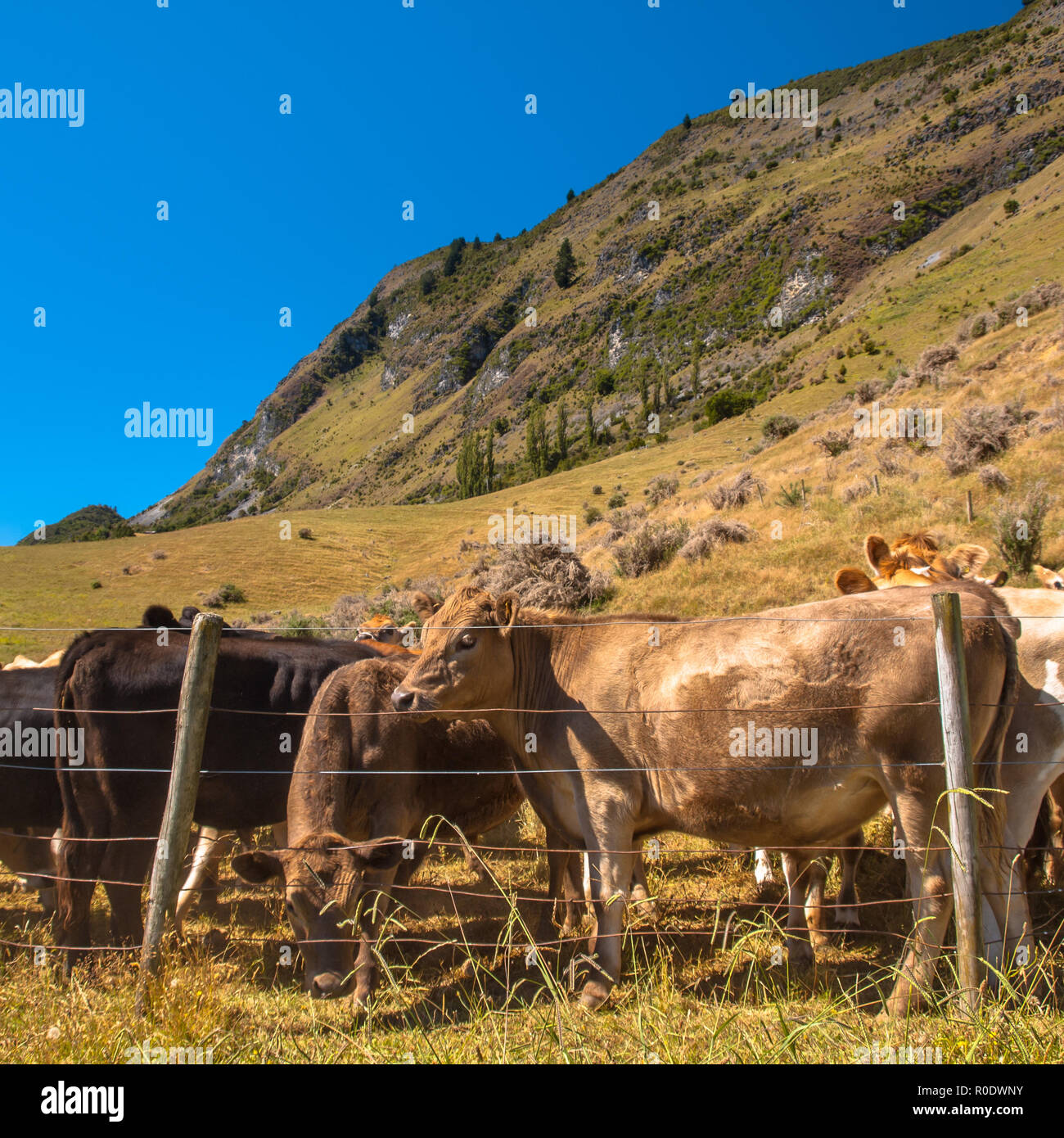 Mad cow disease hi-res stock photography and images - Alamy
