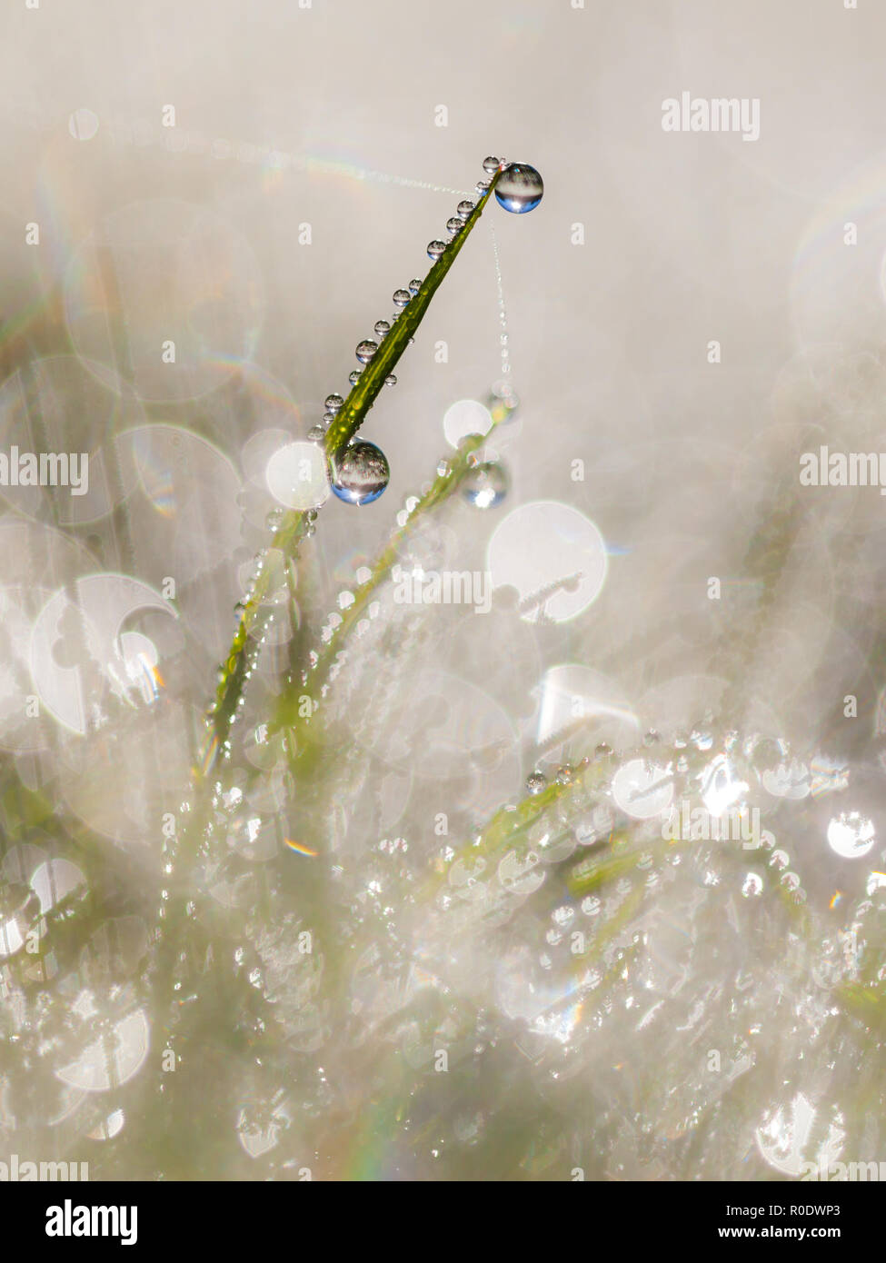 Dewdrops magnify plant detail hi-res stock photography and images - Alamy