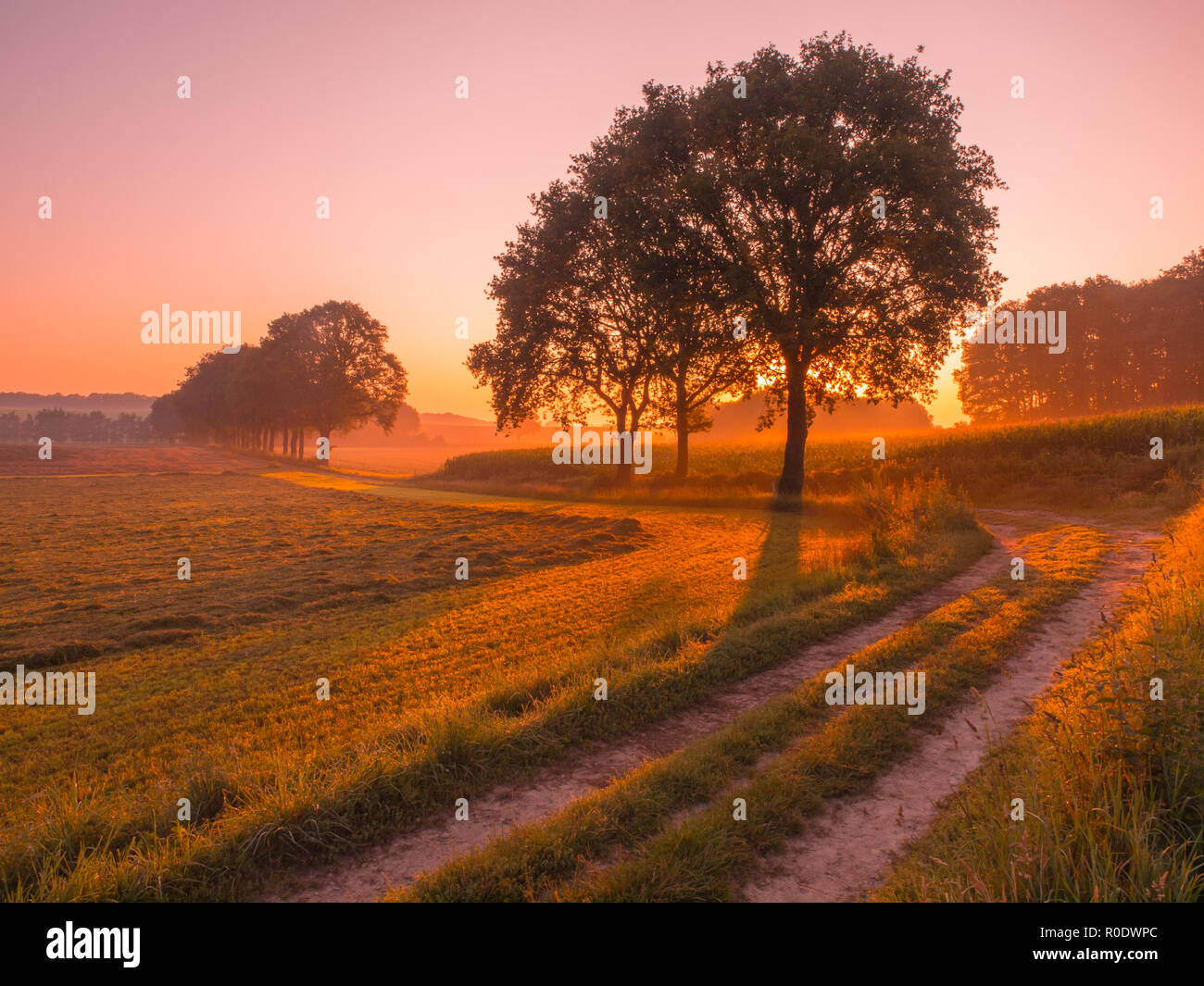 Stormy sunset through the trees hi-res stock photography and images - Alamy